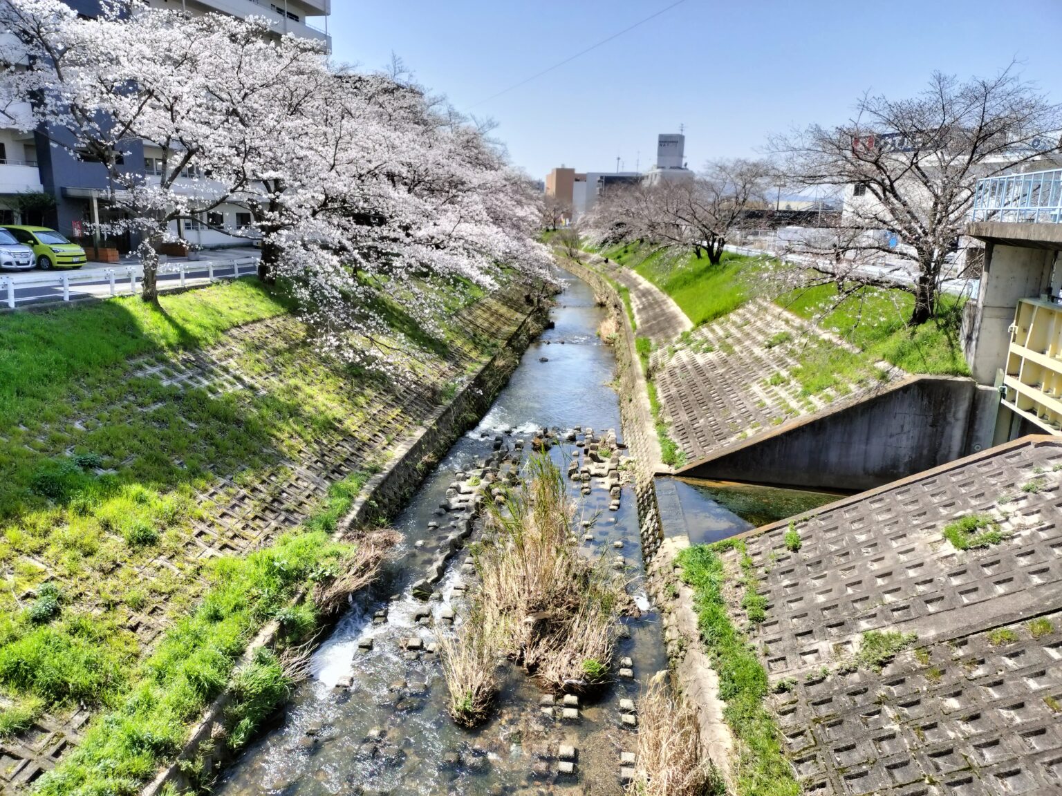 【佐保川・川路桜祭り2024】ライトアップはいつから？アクセス方法や駐車場&穴場情報も！ | 奈良いろノート